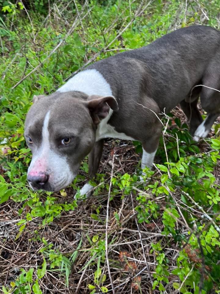 Pup of the Month Slate Still Looking for Forever Home; Currently ...