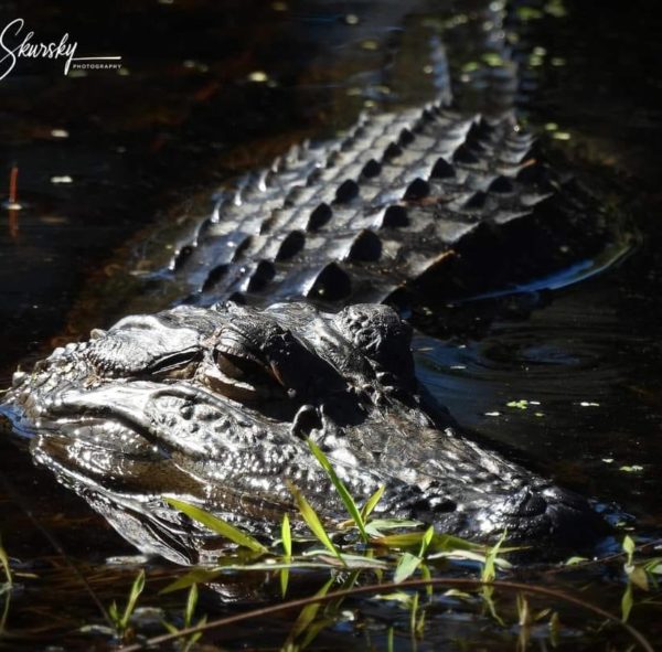 Woman Behind Irwin the Gator, Amy Moore Skursky, Chosen as Person of ...