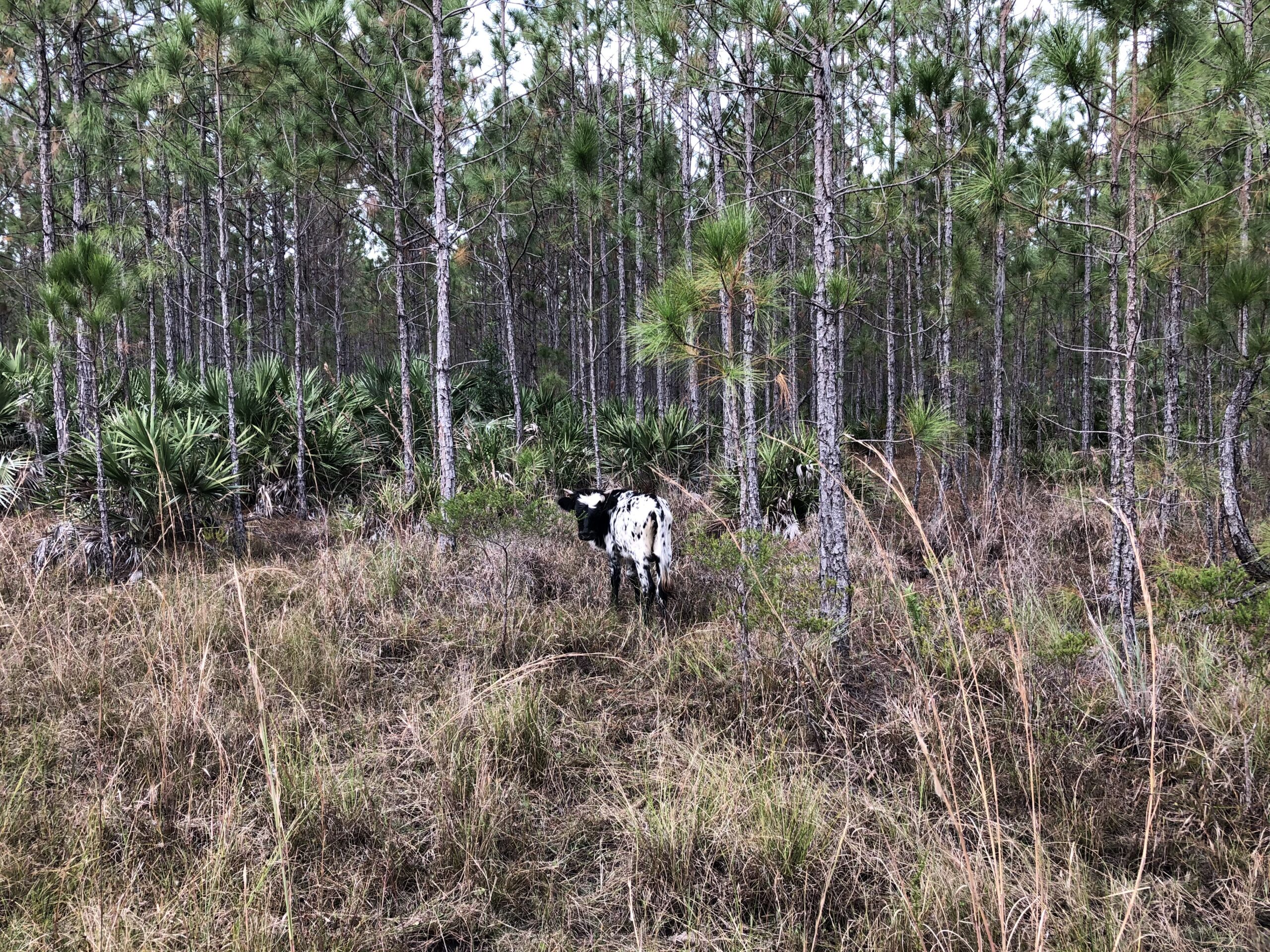 East Central Florida Landowners and Producers Encouraged to Apply for ...