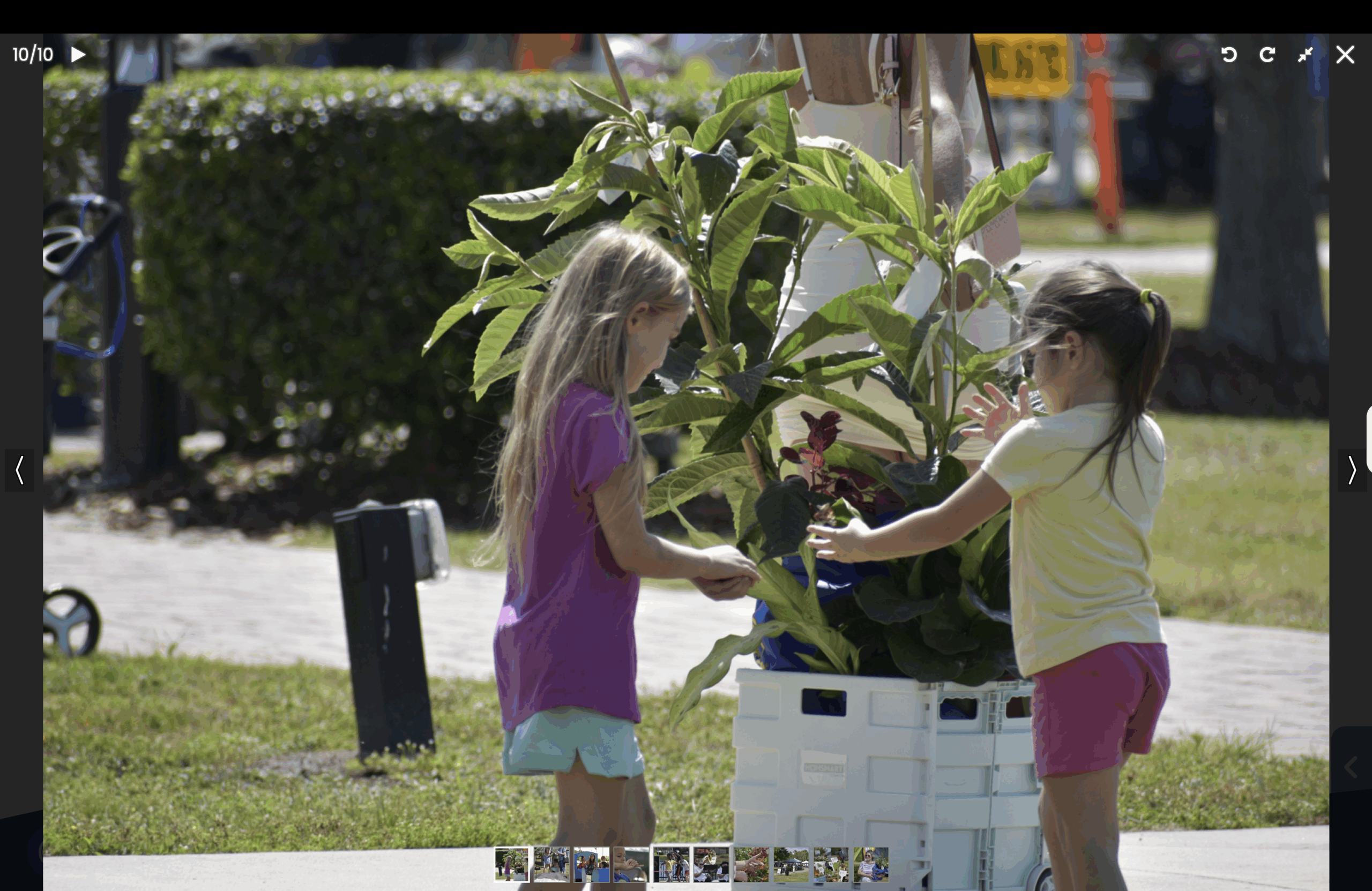 Palm Coast Marks 20 Years of Arbor Day with Big Crowds, Free Trees, and ...